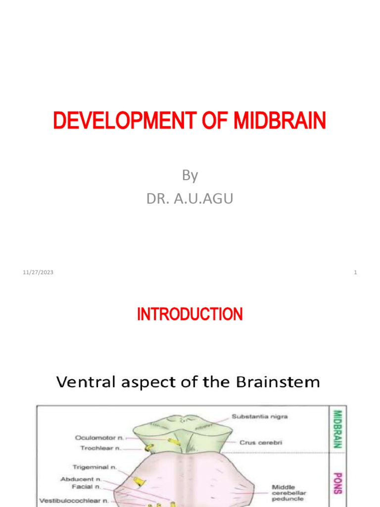 Development of Midbrain | PDF | Brain | Neuroscience