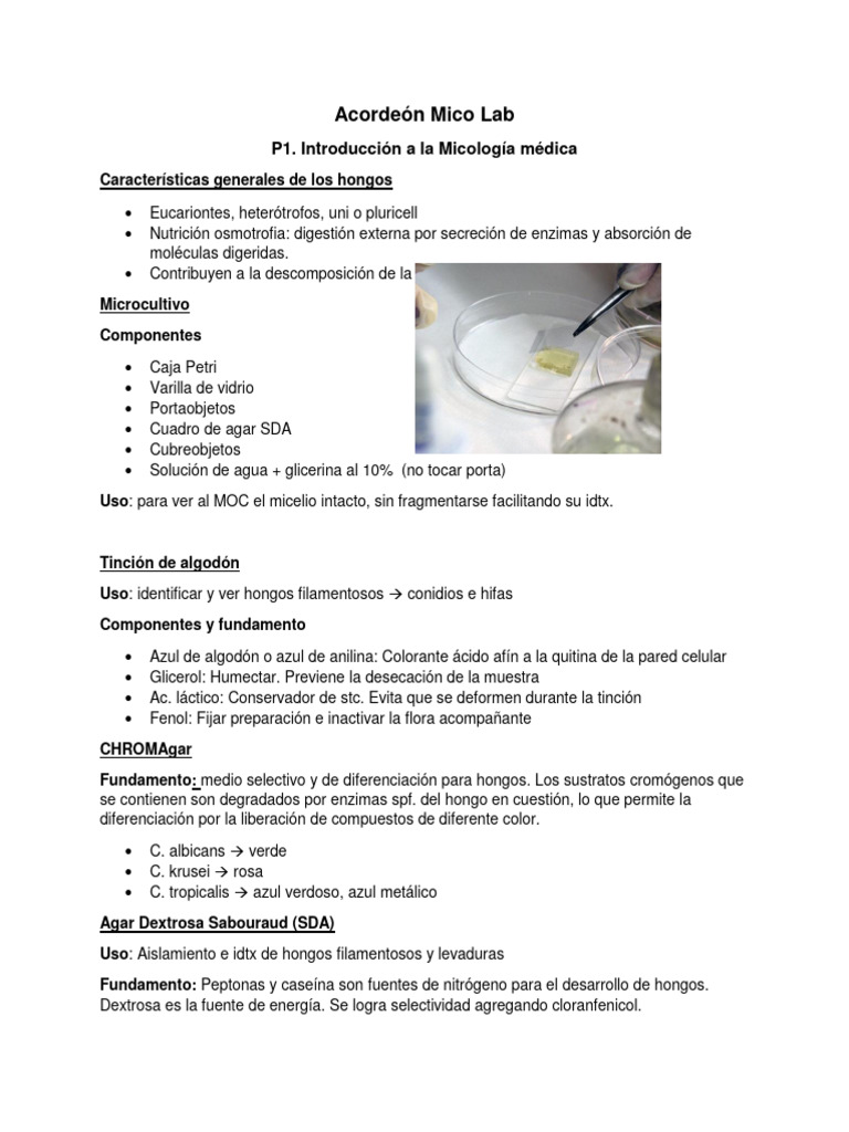 Acordeon Mico Lab | PDF | Hongo | Tinción