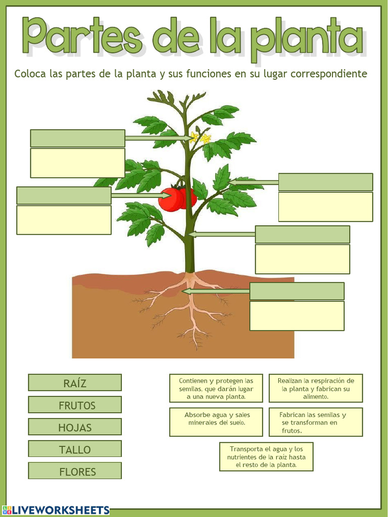 Partes de la Planta y sus Funciones | PDF