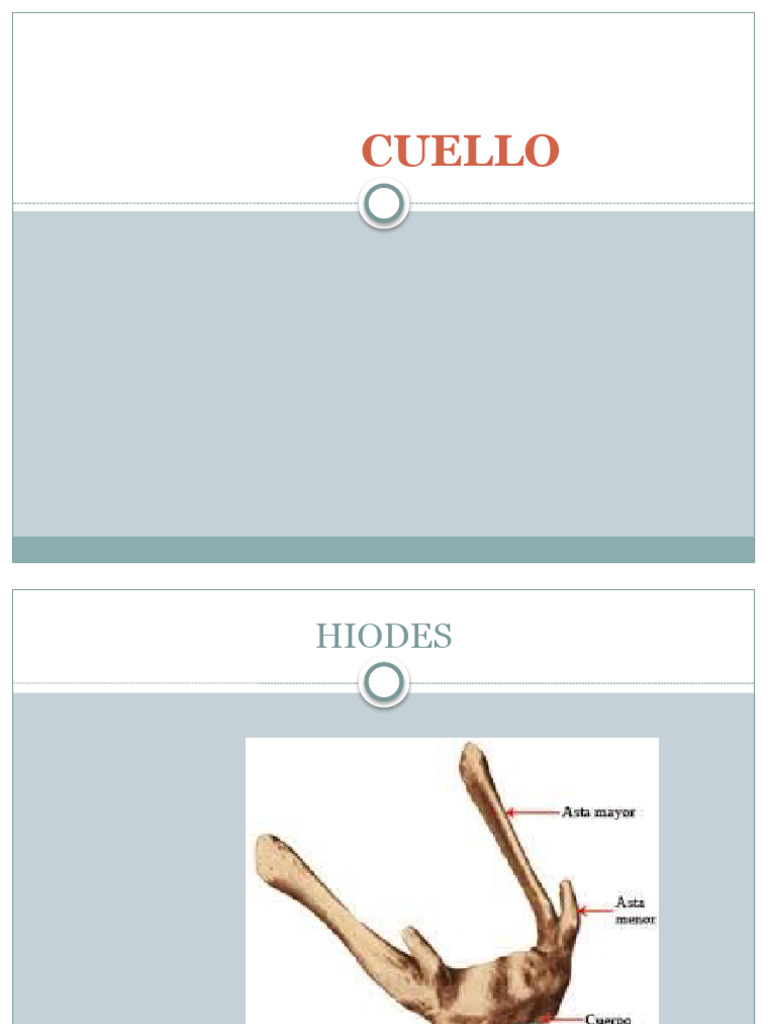 CUELLO | PDF | Anatomía humana | Cabeza y cuello humanos