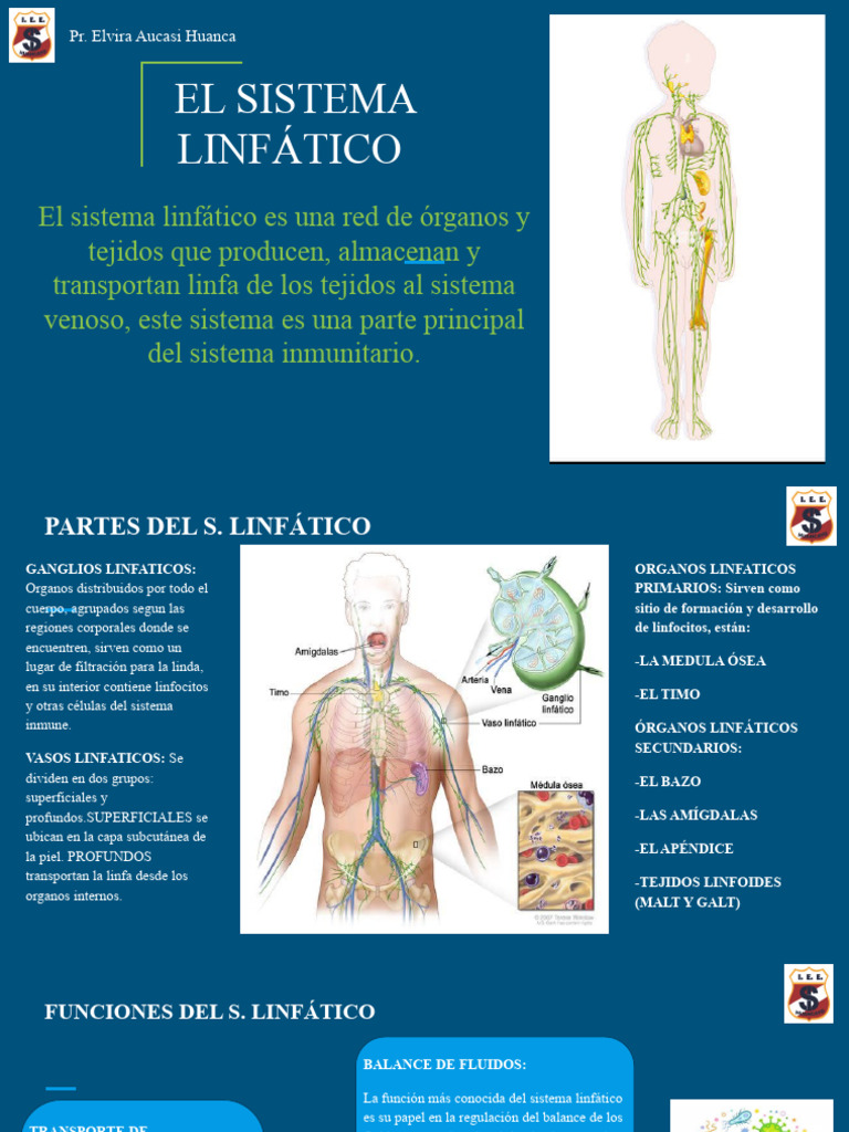 Guía del Sistema Linfático Infantil | PDF | Sistema linfático | Biología