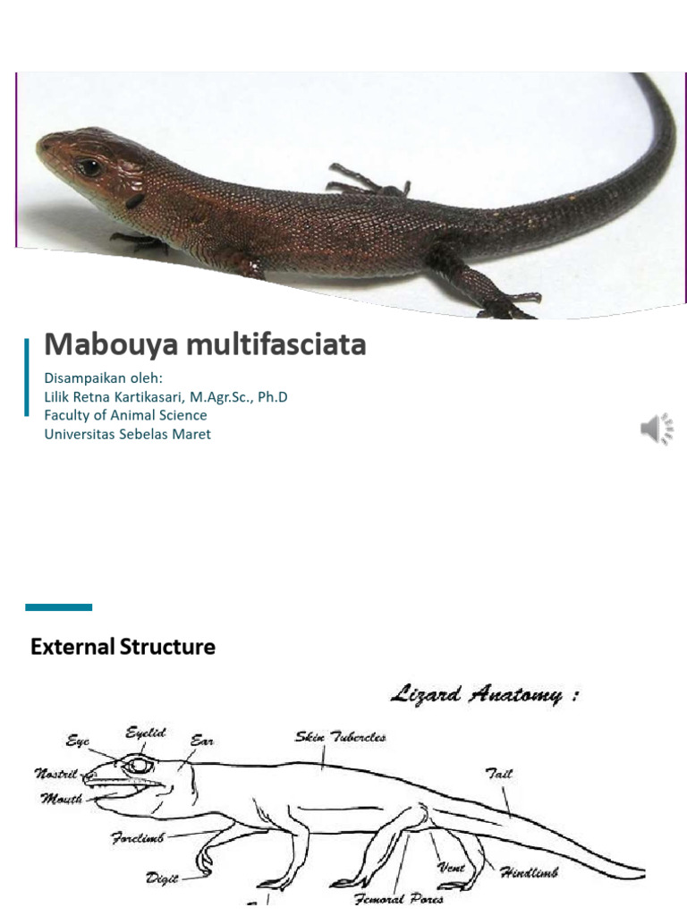 Mabouya Multifasciata - 27-11-2023 | PDF