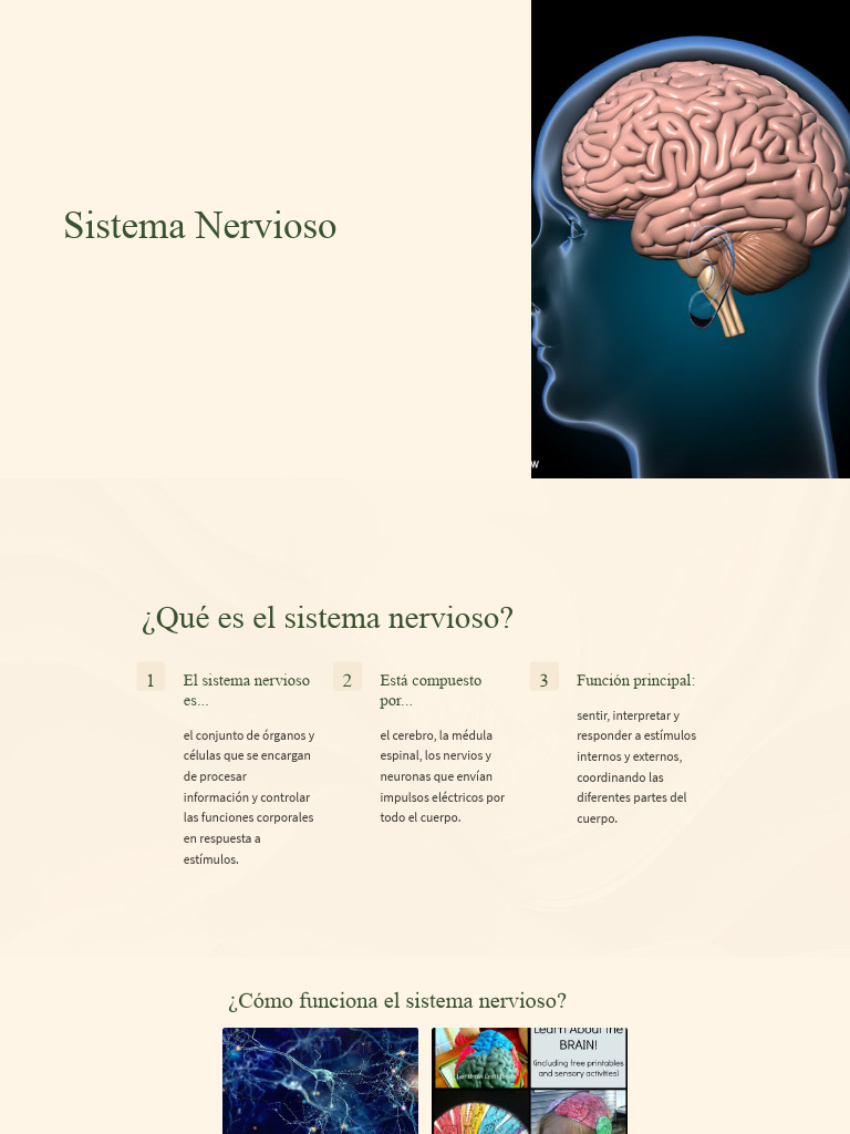 Sistema Nervioso | PDF | Sistema nervioso | Cerebro