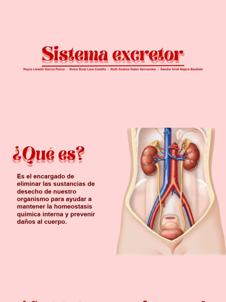 Sistema Excretor | PDF | Riñón | Sistema urinario