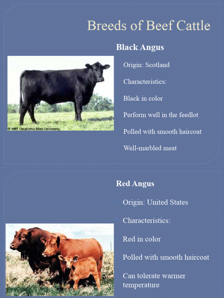 Lecture 3-Breeds of Beef Cattle | PDF | Cattle | Breeding