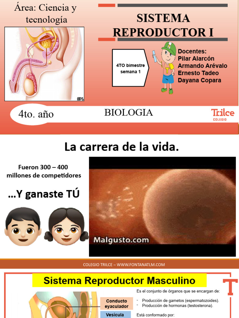 Bio 1 | Descargar gratis PDF | Testículo | Sistema reproductivo