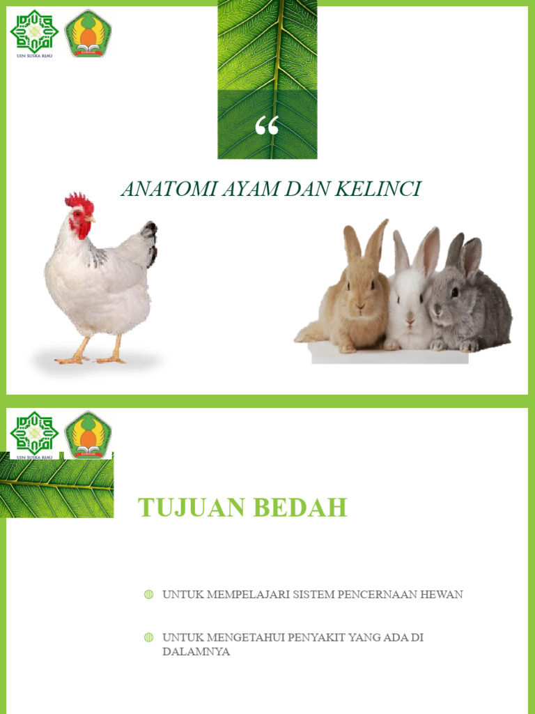 Anatomi Ternak Ayam Dan Kelinci by Elsa | PDF