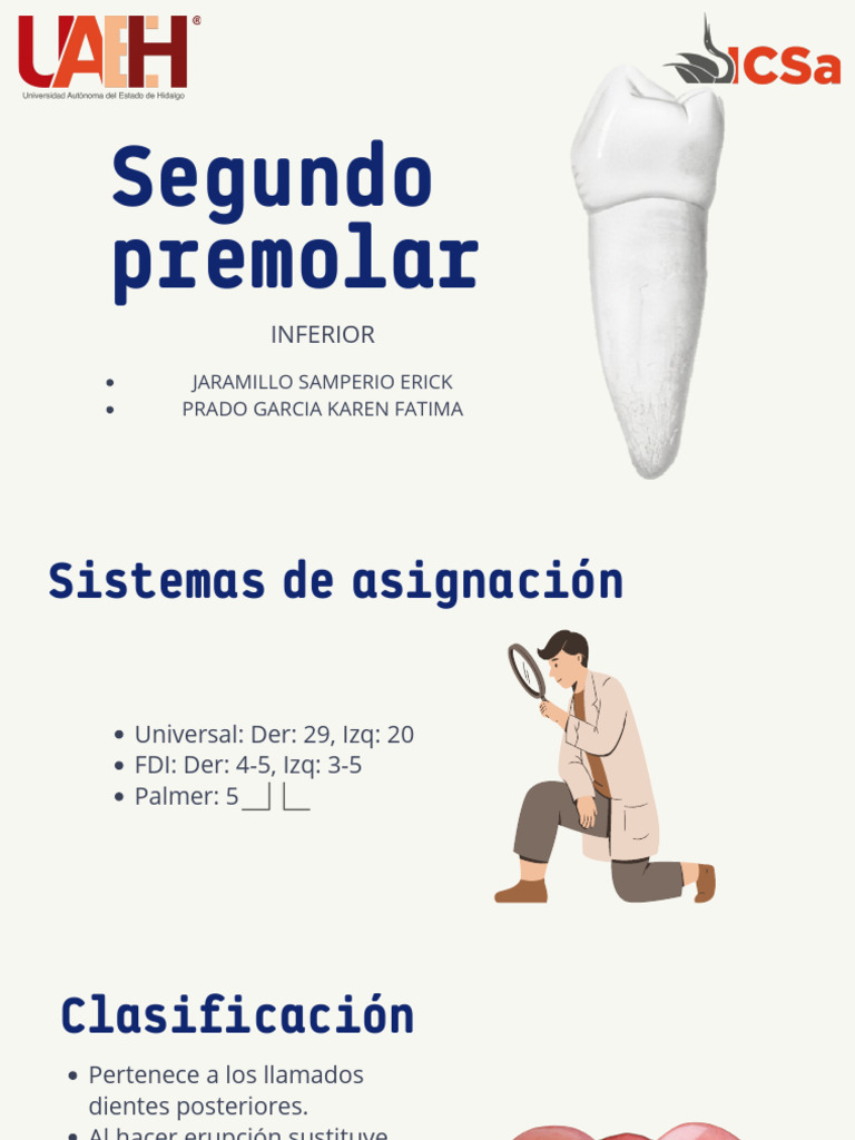 Segundo Premolar Inferior | PDF | Anatomia animal | Ciencias de la Salud