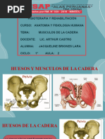 Anatomía y Funciones de la Cadera | PDF | Pelvis | Sistema ...