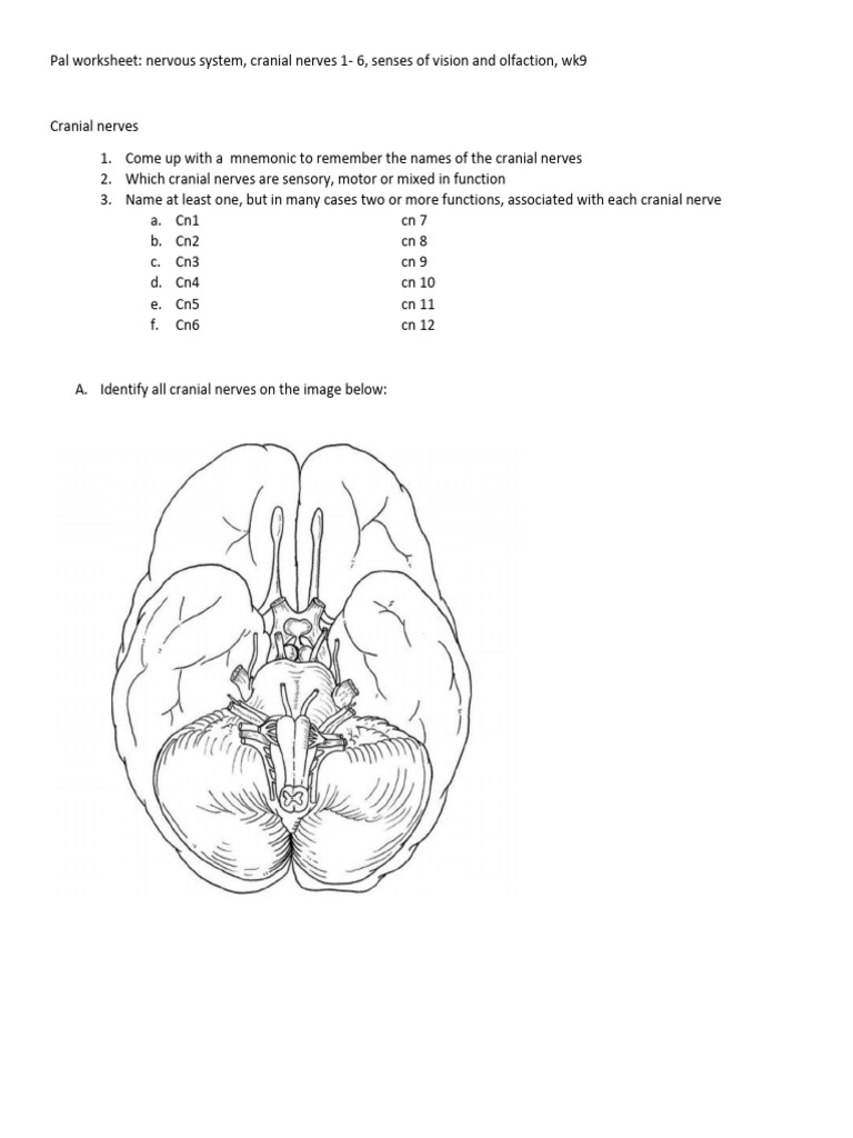 Pal Worksheet Nervous System Cranial Nerves 1 To 6 Vision Olfaction ...