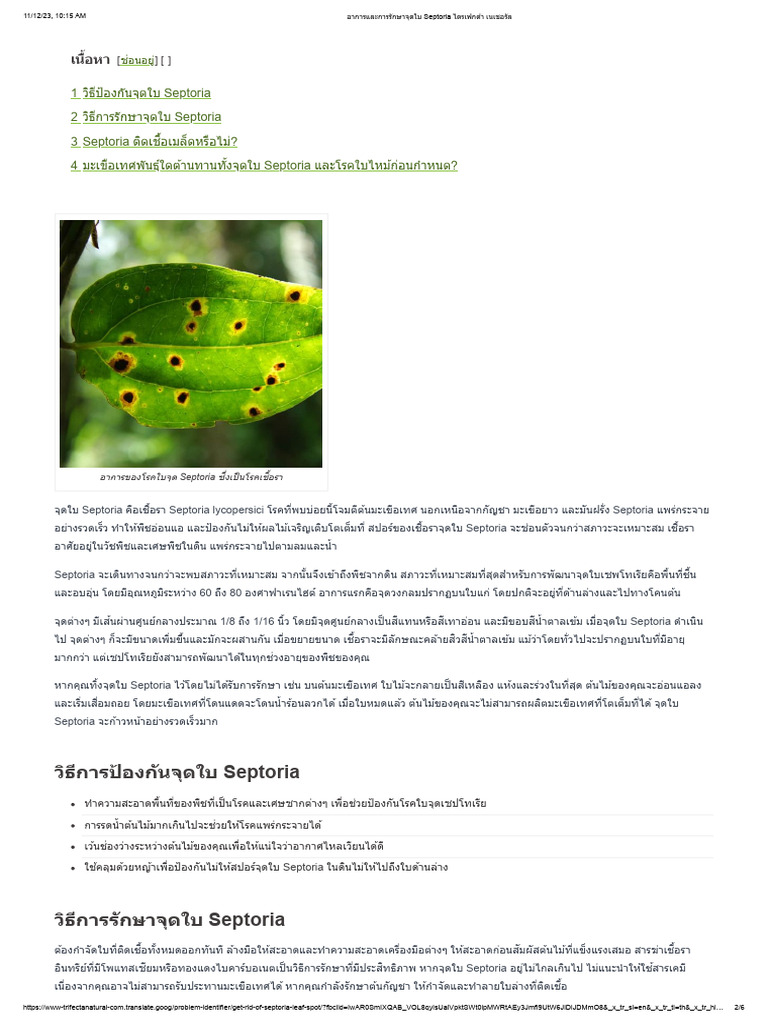 อาการและการรักษาจุดใบ Septoria ไตรเฟกต้า เนเชอรัล | PDF