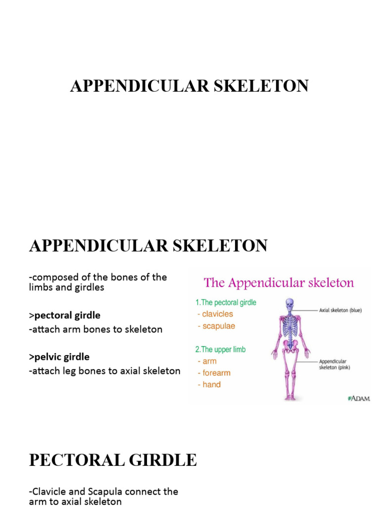 Appendicular Skeleton Radtech | PDF | Pelvis | Arm
