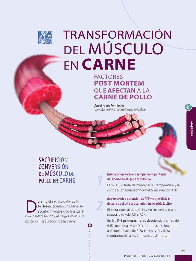 Transformación del músculo en carne de pollo | PDF | Carne | Músculo ...