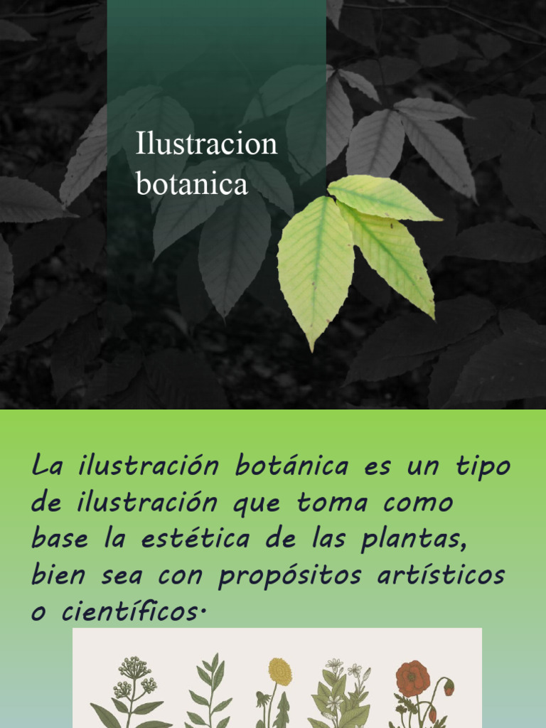 Ilustración Botánica: Arte y Ciencia | PDF | Ciencias sociales
