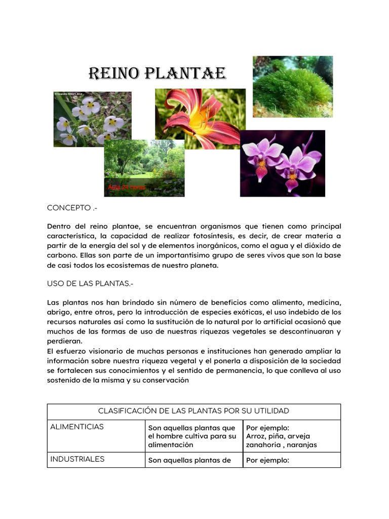Investigacion de Las Plantas | PDF | Plantas | Fotosíntesis
