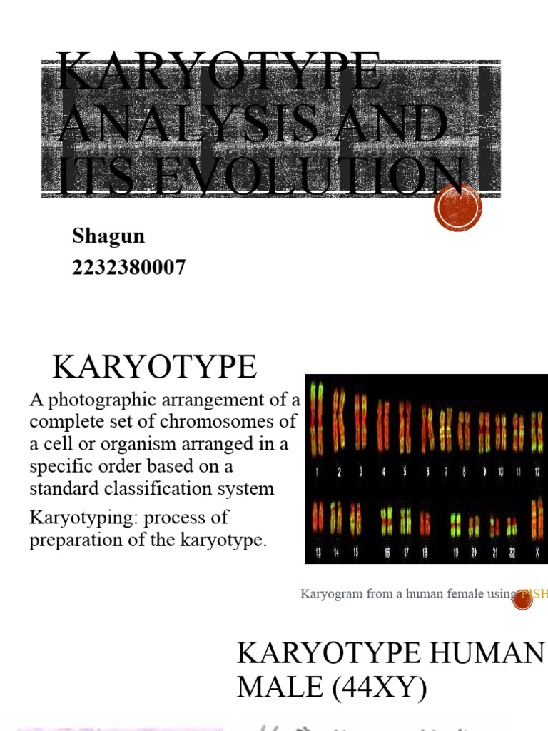 Karyotype Analysis and Evolution Insights | PDF | Karyotype | Chromosome