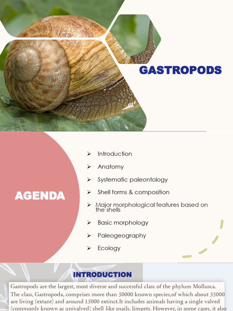 Gastropods | PDF | Mollusca | Molluscs