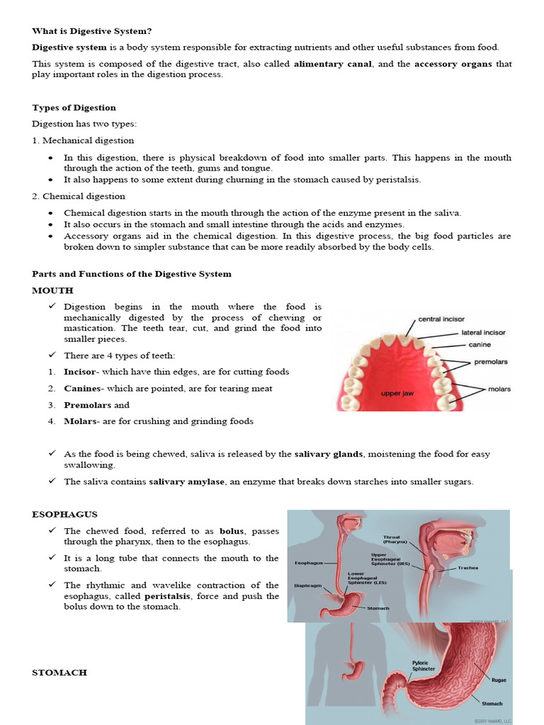 Digestive System Fact Sheets | PDF | Digestion | Human Digestive System