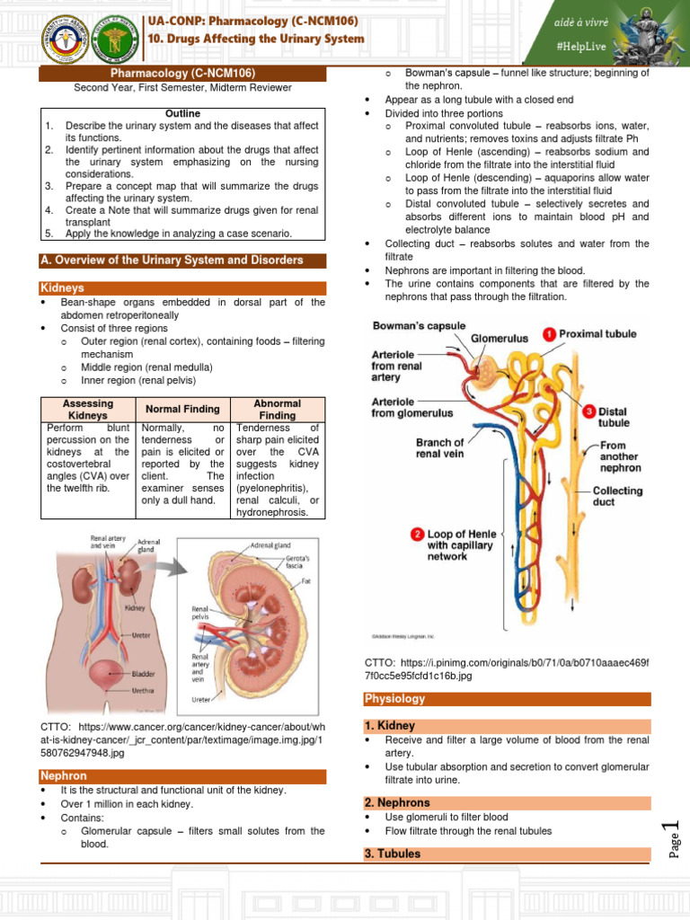 Module 10 - Drugs Affecting The Urinary System | PDF | Urinary Tract ...