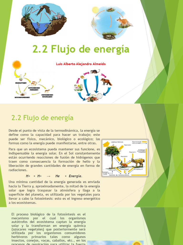 Flujo de energía en ecosistemas | PDF | Ecología | Naturaleza