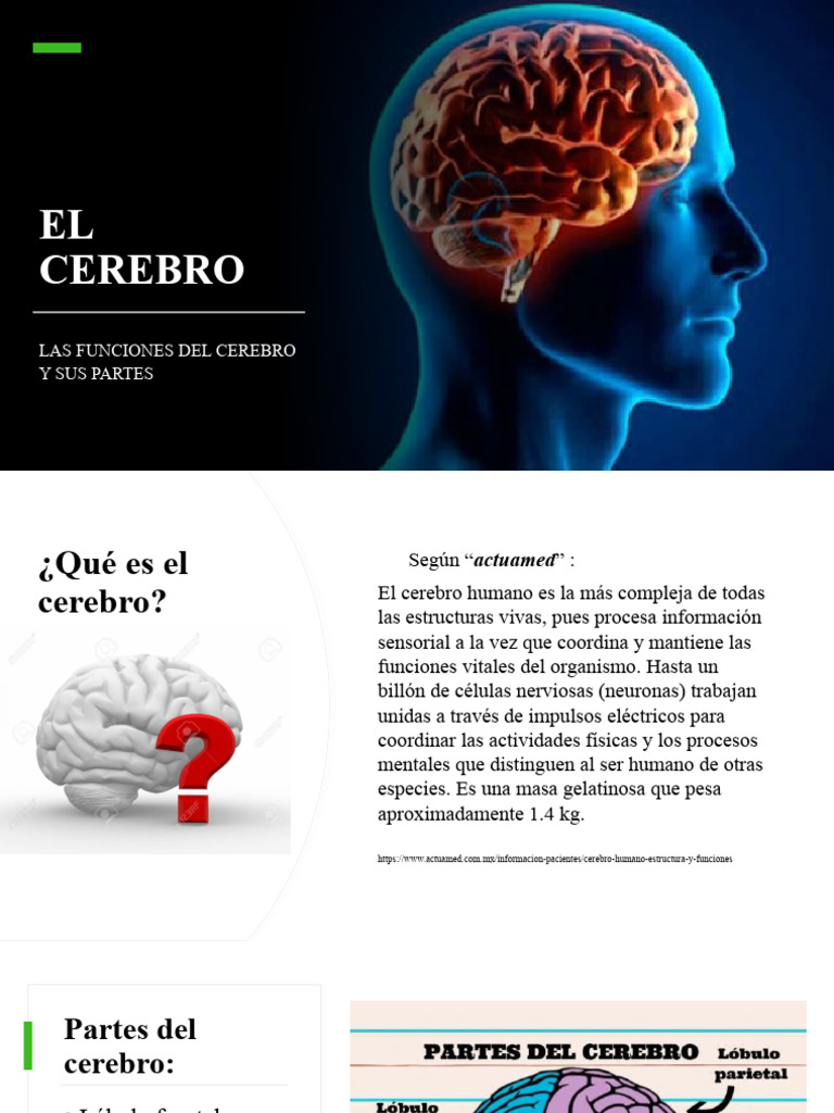 Partes y funciones del cerebro humano | PDF | Relaciones personales ...
