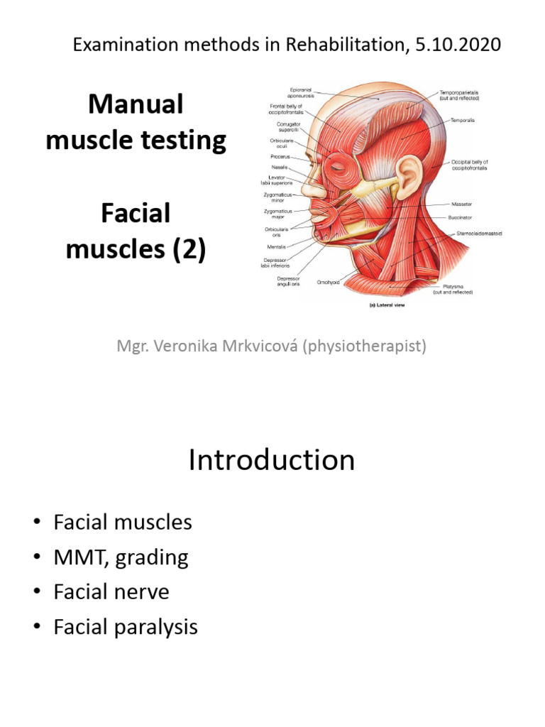 MMT Face | PDF | Human Anatomy | Human Head And Neck