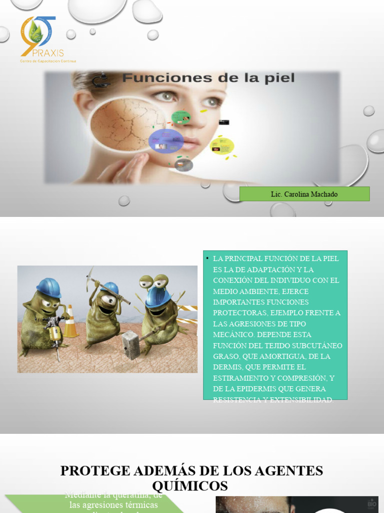 Piel Funciones Dermato Descargar Gratis Pdf Piel Epidermis
