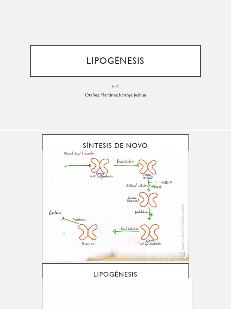 Lipogénesis y Síntesis de Lípidos | PDF | Salud y bienestar | Tecnología