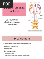 Le Cortex Moteur : Fonction et Organisation | PDF | Cortex cérébral | Nerf
