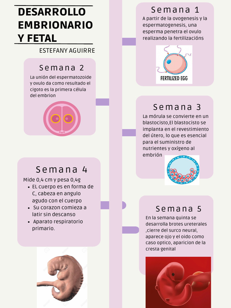 Desarrollo fetal por semanas | PDF | Placenta | Feto