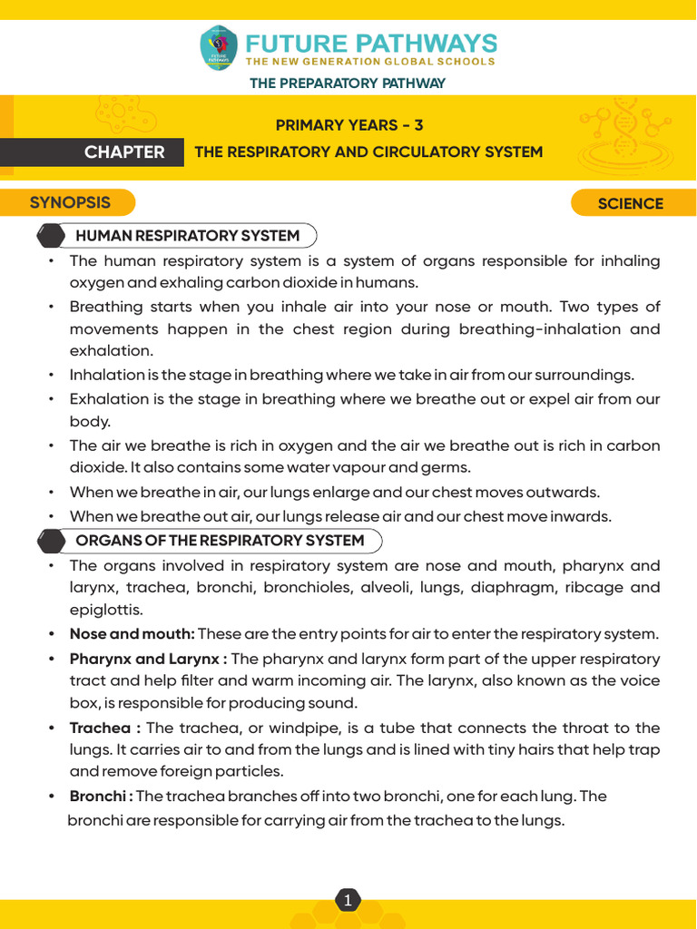 Py 3 - Science - Respiratory & Circular Sys | PDF | Respiratory Tract | Lung