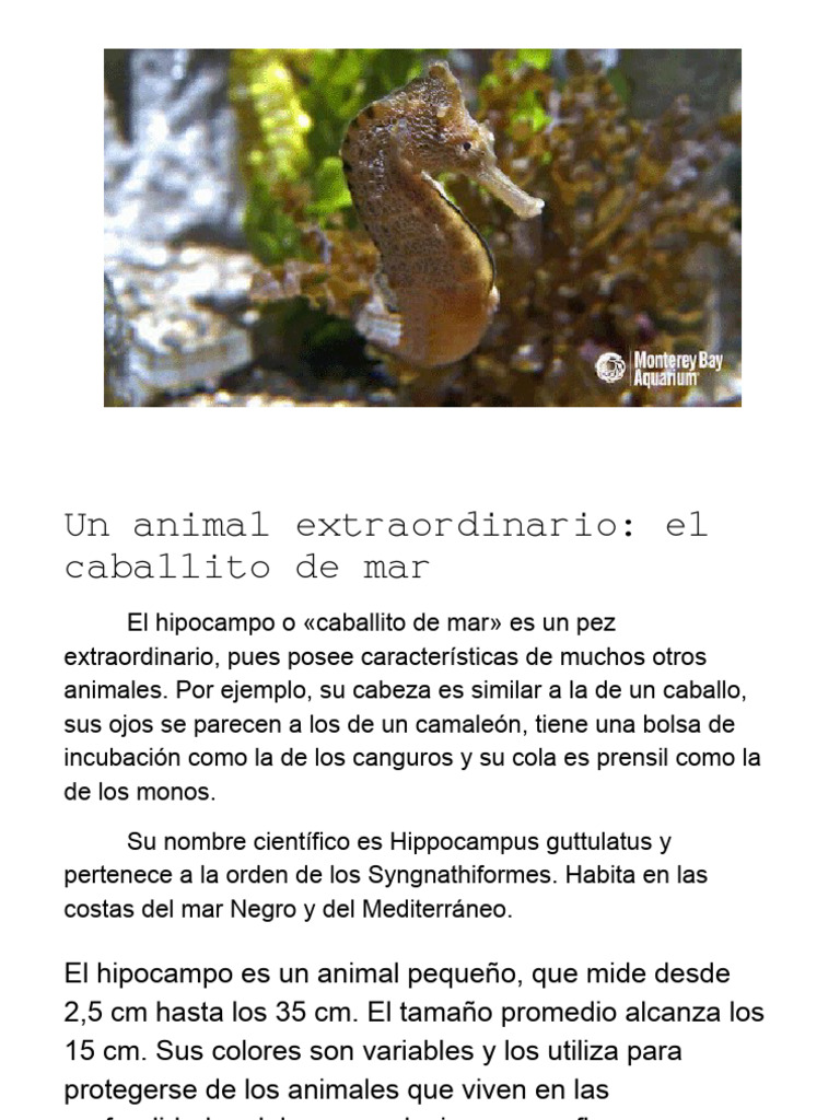 Características y Reproducción del Hipocampo | PDF | Organismos