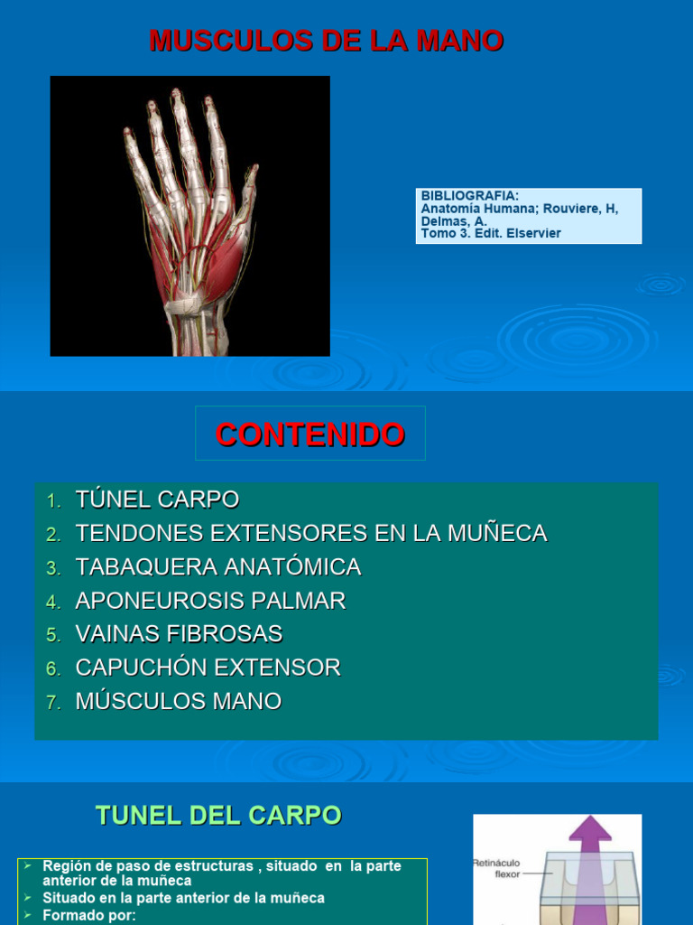 10 - Musculos Mano | PDF | Mano | Extremidades (anatomía)