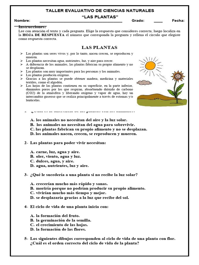 Examen de Ciencias: Las Plantas para Niños | PDF | Plantas | Agua