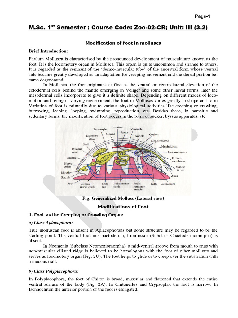Modification of Molluscan Foot Types | PDF | Mollusca | Bivalvia