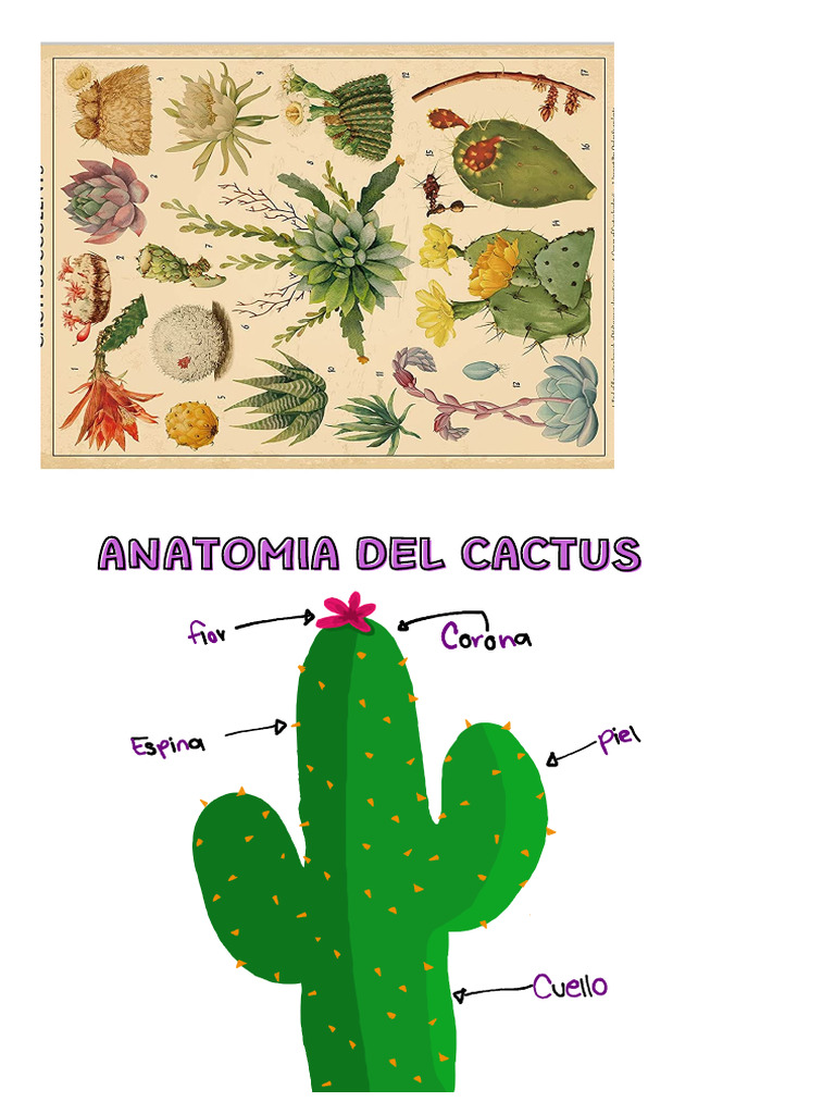 Anatomia Del Cactus | PDF | Fertilizante | Ciencias de la Tierra
