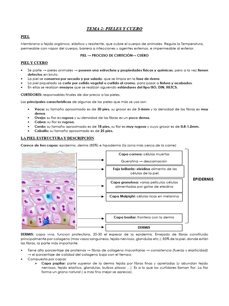 Tema 2 Piles y Cuero | PDF | Piel | Cuero