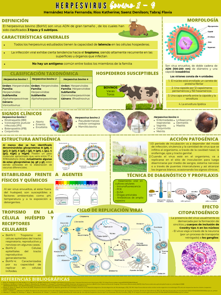 Herpesvirus bovino: clasificación y enfermedades | PDF | Virus | Medicina