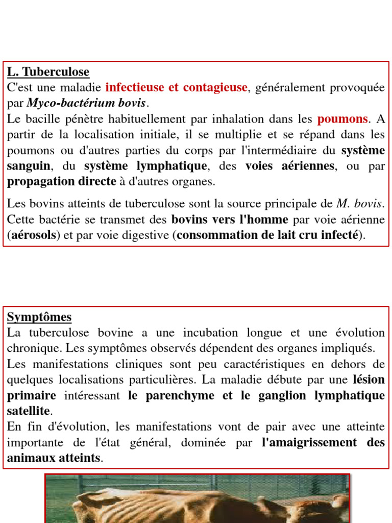 Tuberculose et Brucellose bovines : Symptômes et traitements | PDF ...
