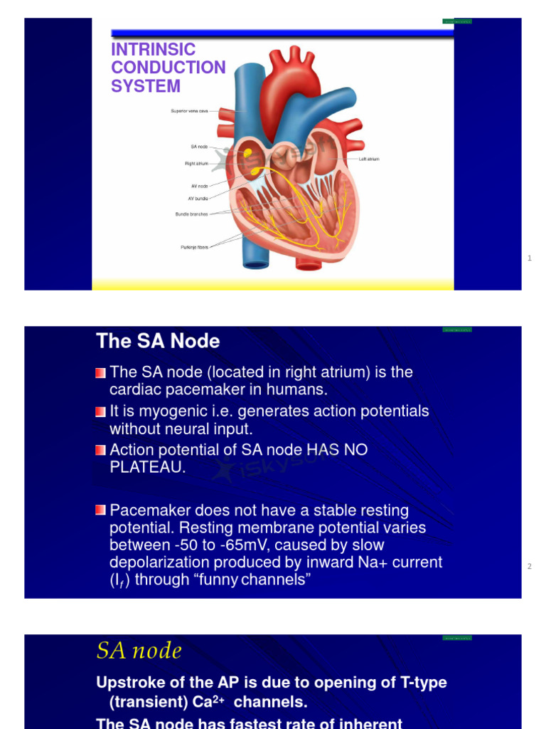 Cardiovascular Lecture 3 - 2023 2024 | PDF | Cardiology | Heart