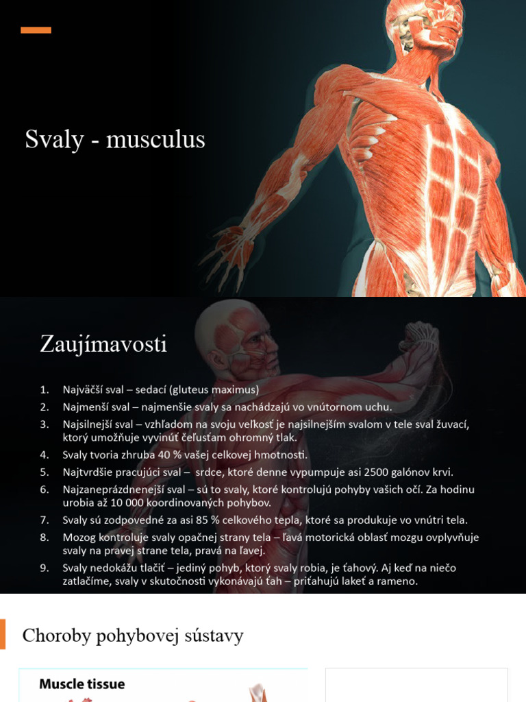 Svaly - Musculus | PDF