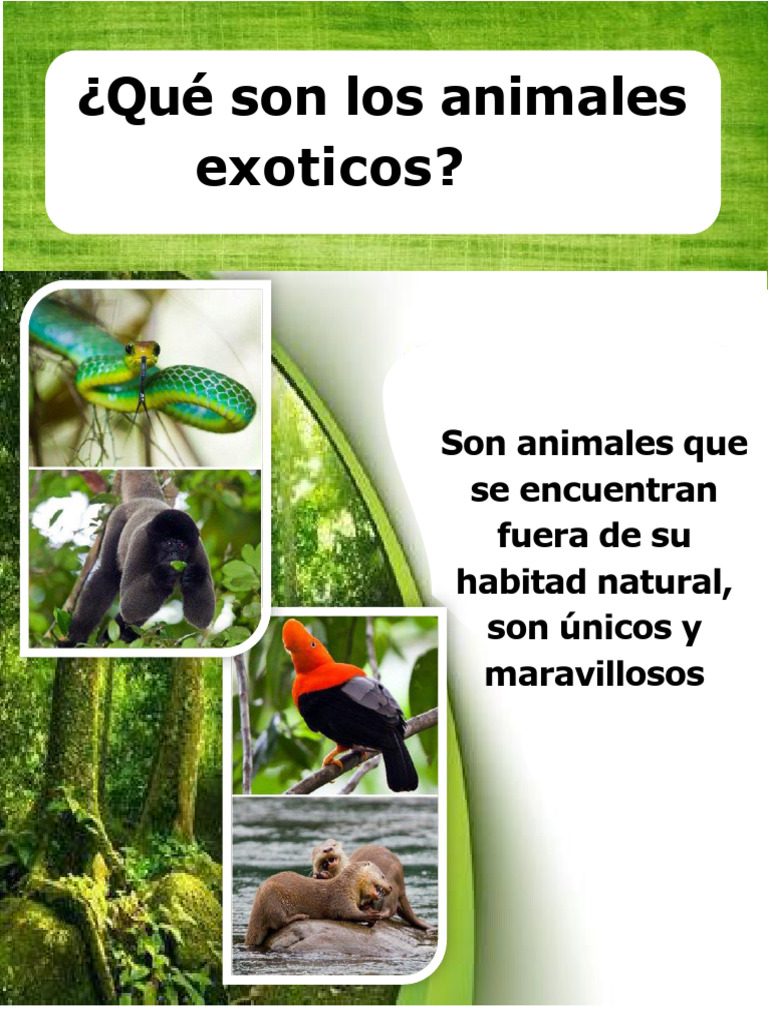 Animales Exoticos Del Peru | PDF