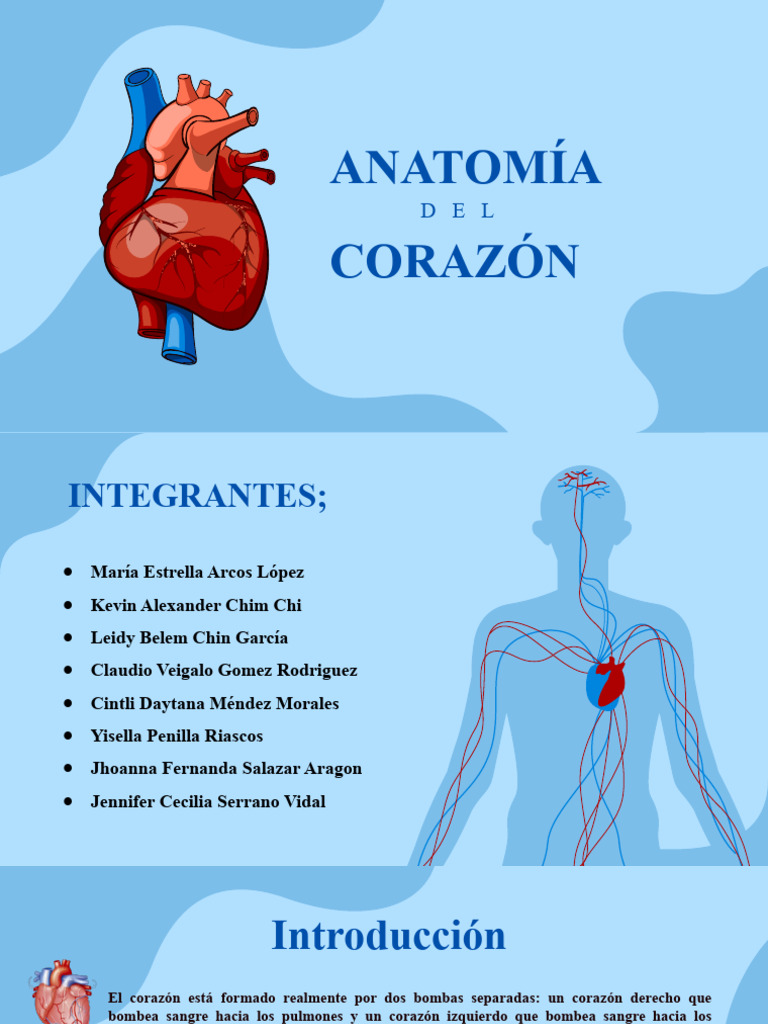 Anatomia Del Corazón Descargar Gratis Pdf Corazón Electrocardiografia
