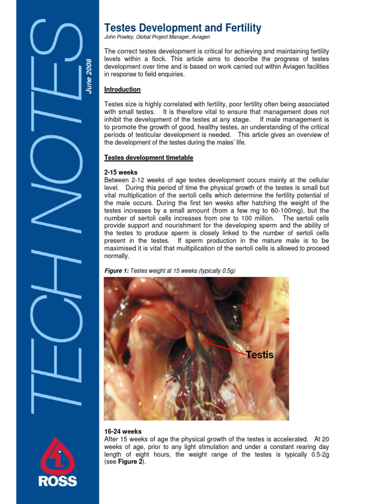 Test Development and Fertility | PDF | Testicle | Fertility