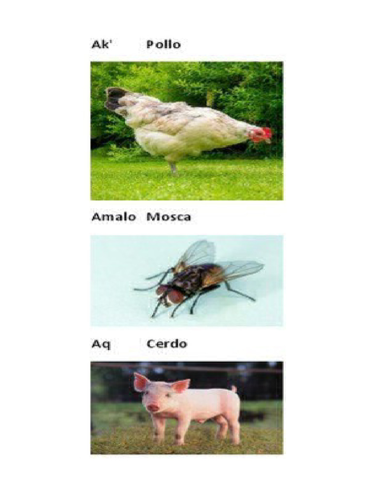 Animales en Kiche | PDF