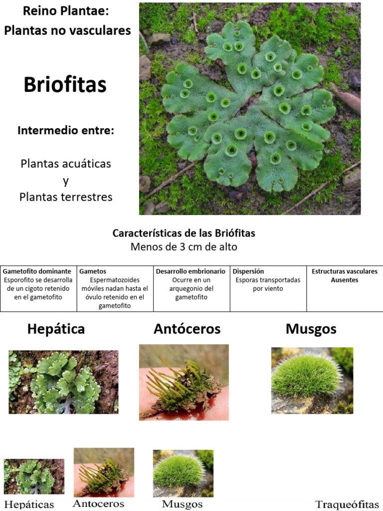 5 Briófitas | PDF | Botánica | Plantas