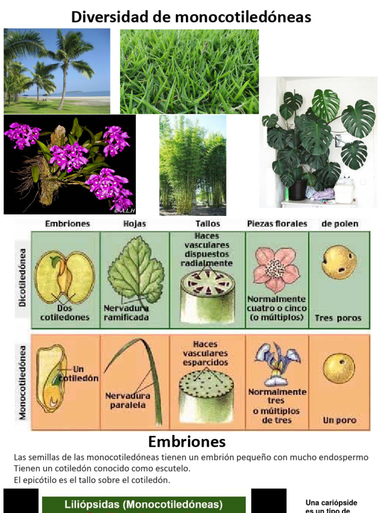 3diversidad de Monocotiledoneas | PDF | Ciencia y matemática
