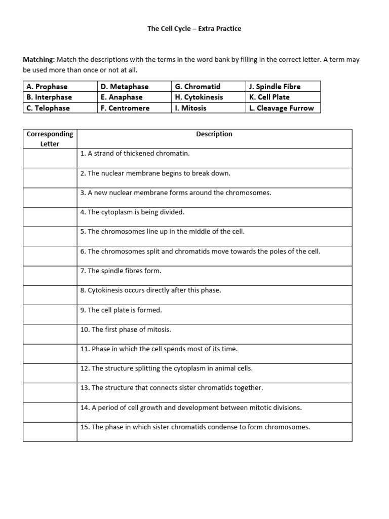 Extra Practice Cell Cycle | PDF | Mitosis | Chromosome