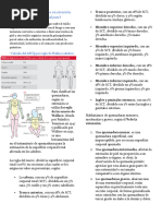 Regla de Wallace | PDF | Anatomía humana | Anatomía de los primates
