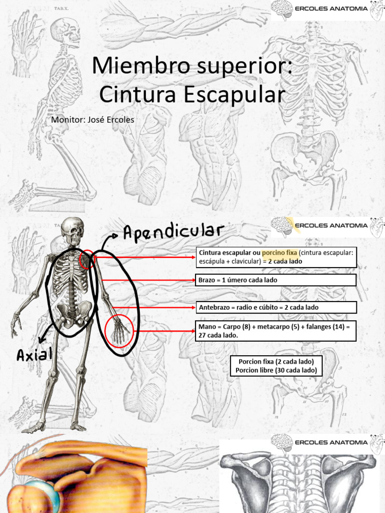 01 - Cintura Escapular | PDF | Extremidades (anatomía) | Anatomía humana